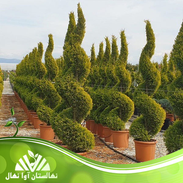 نهال کاج لاوسون (سرو طلایی) | خرید + قیمت | 📱 09146517078 | آوا نهال